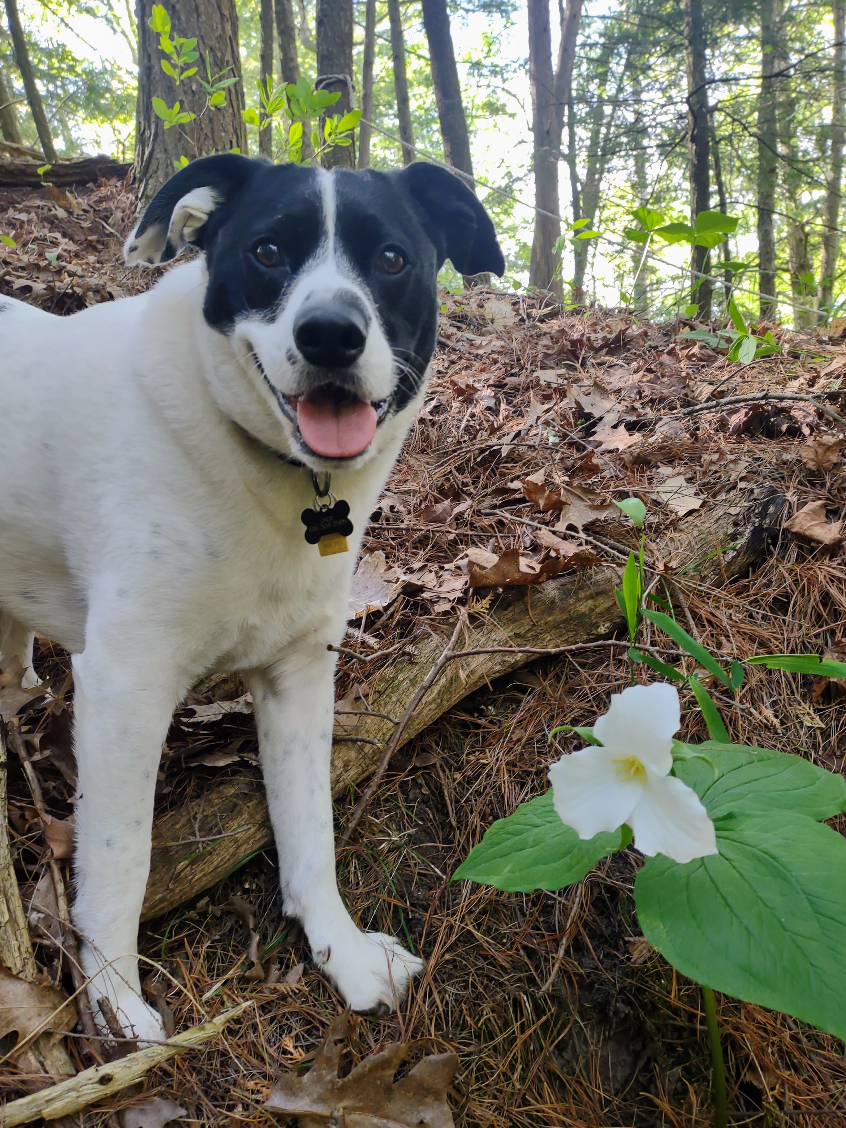 Special Edition: May Wildflowers – Jack Jack Canine Explorer