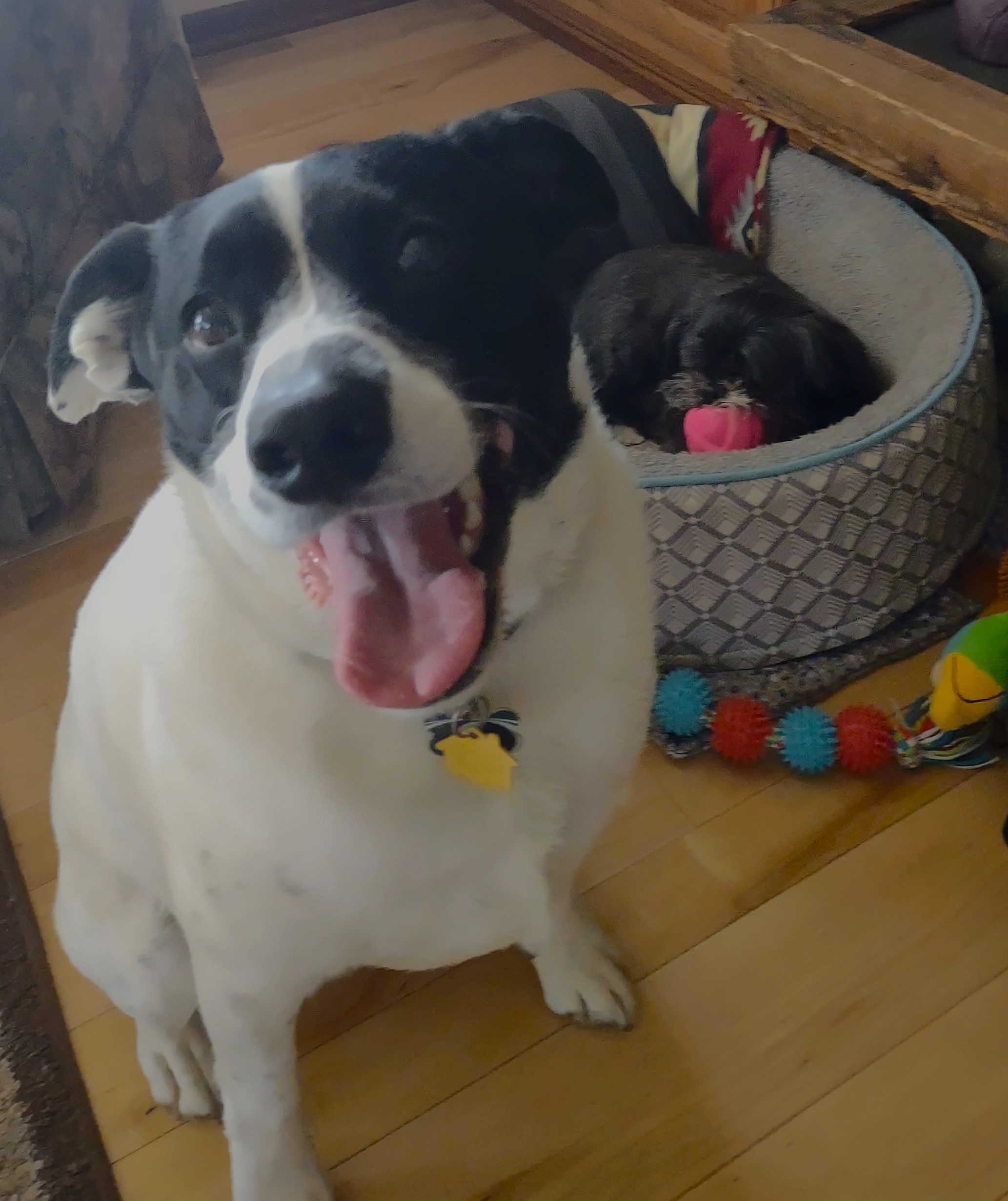 Sharing is Caring – Jack Jack Canine Explorer