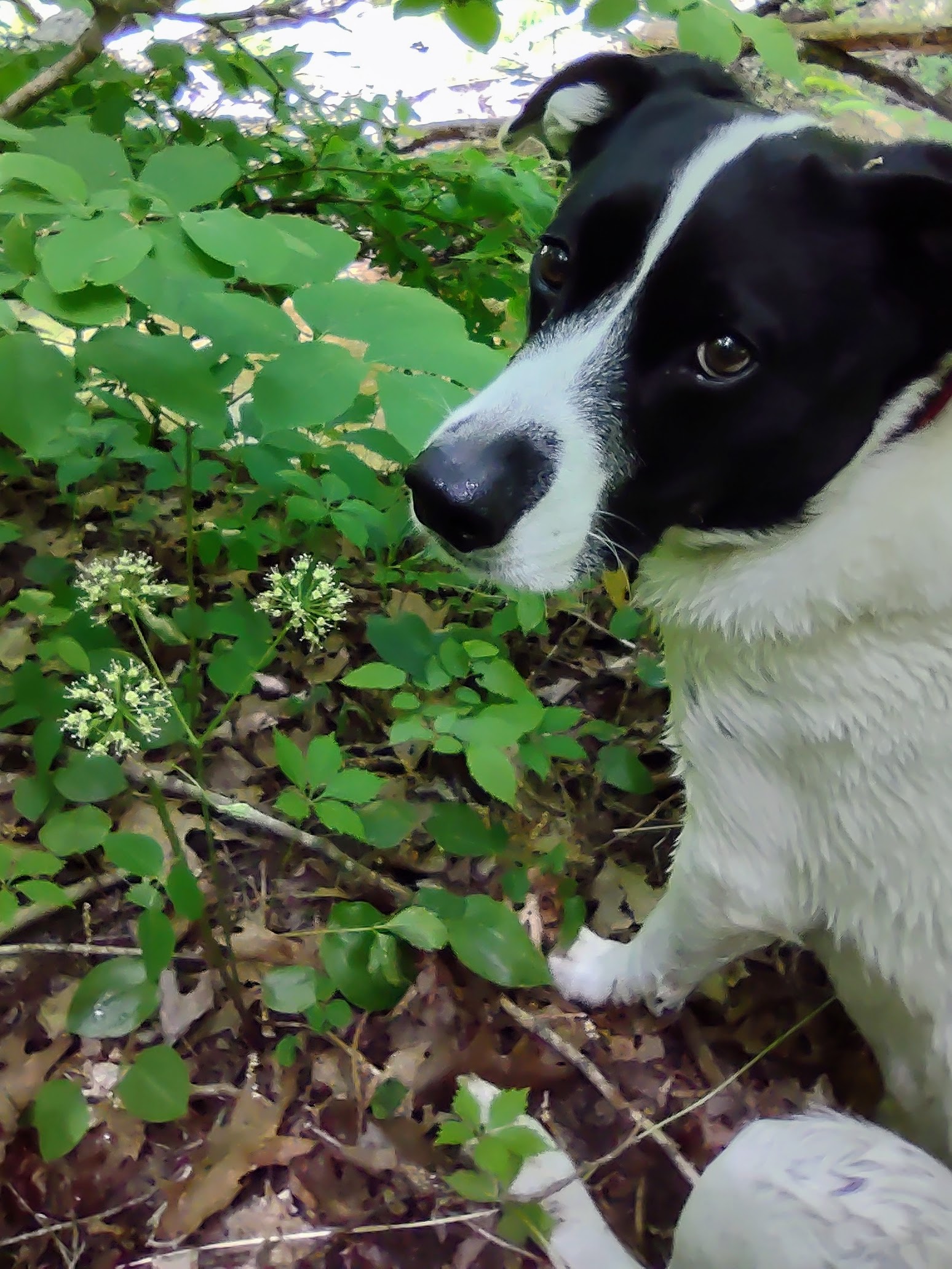Special Edition: June Wildflowers – Jack Jack Canine Explorer