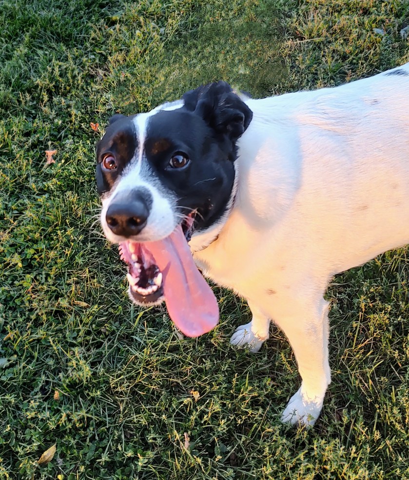 Tricky Business – Jack Jack Canine Explorer