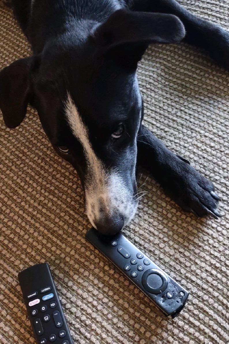 Dropped the Ball – Jack Jack Canine Explorer